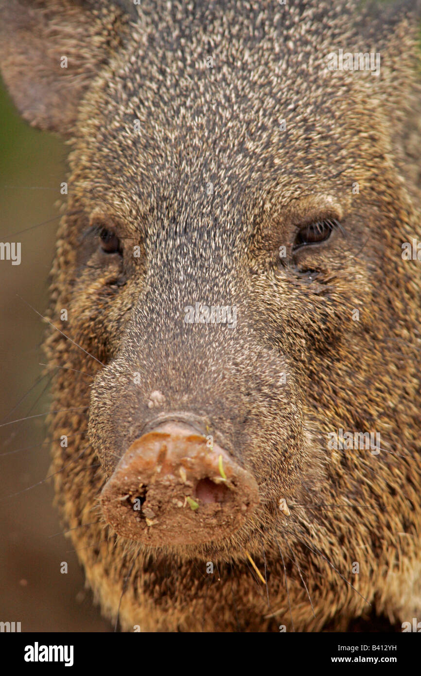 USA, Texas, Hidalgo County. Portrait of collared peccary or javelina ...