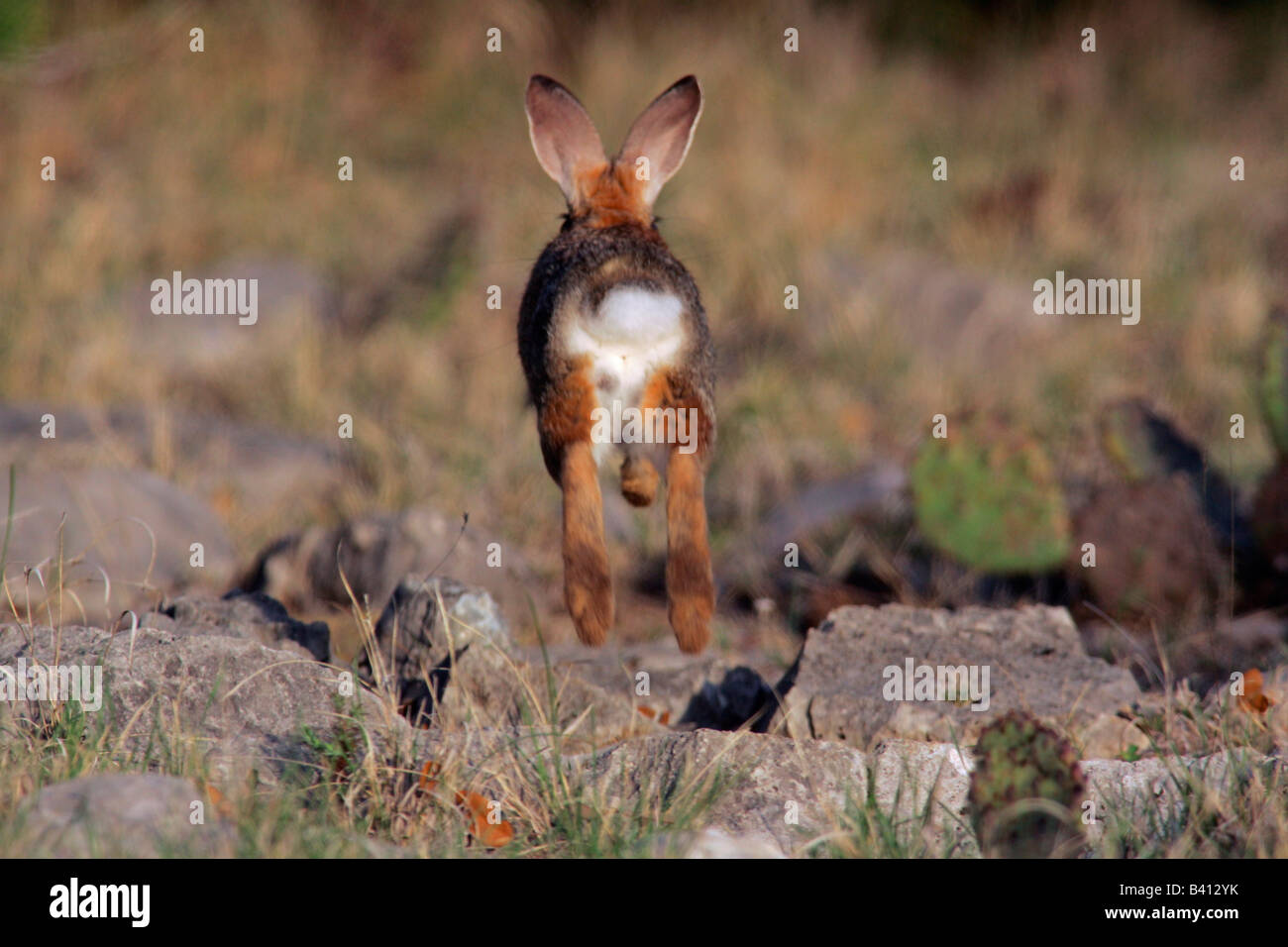 USA, Texas, Kimble County. Rear view of cottontail rabbit running and ...