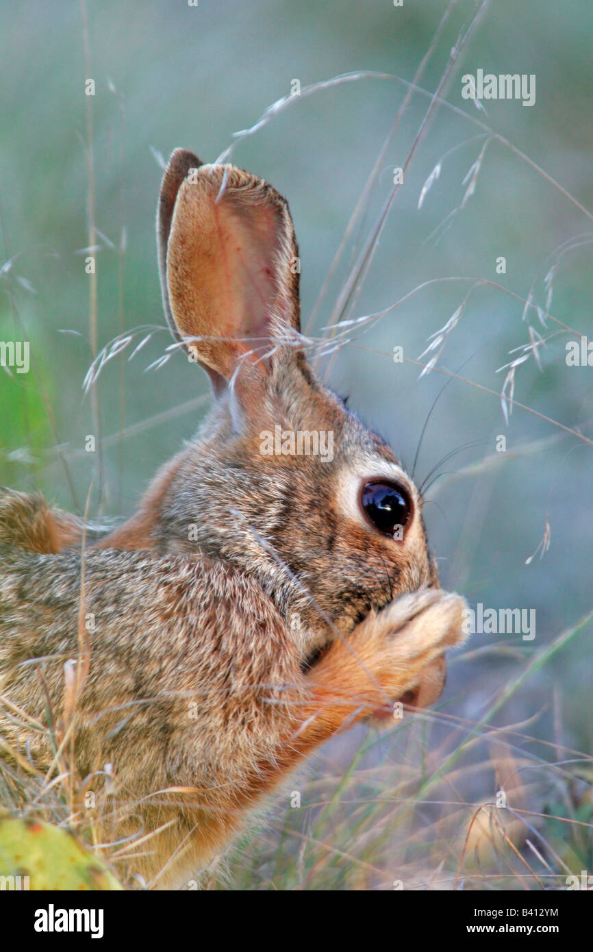 Cottontail washing hi-res stock photography and images - Alamy