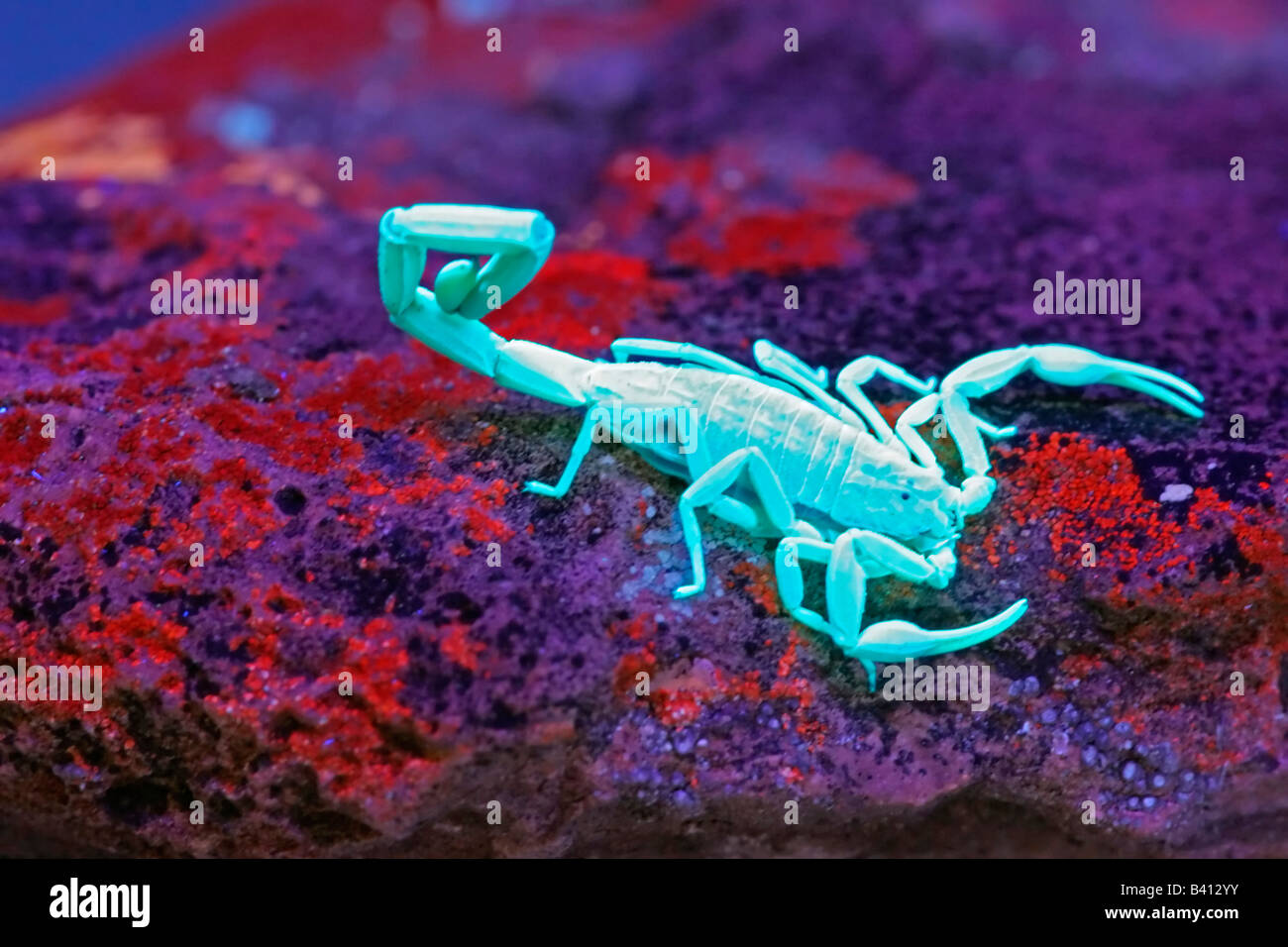 USA, Texas, Kimble County. Striped bark scorpion under blacklight Stock ...