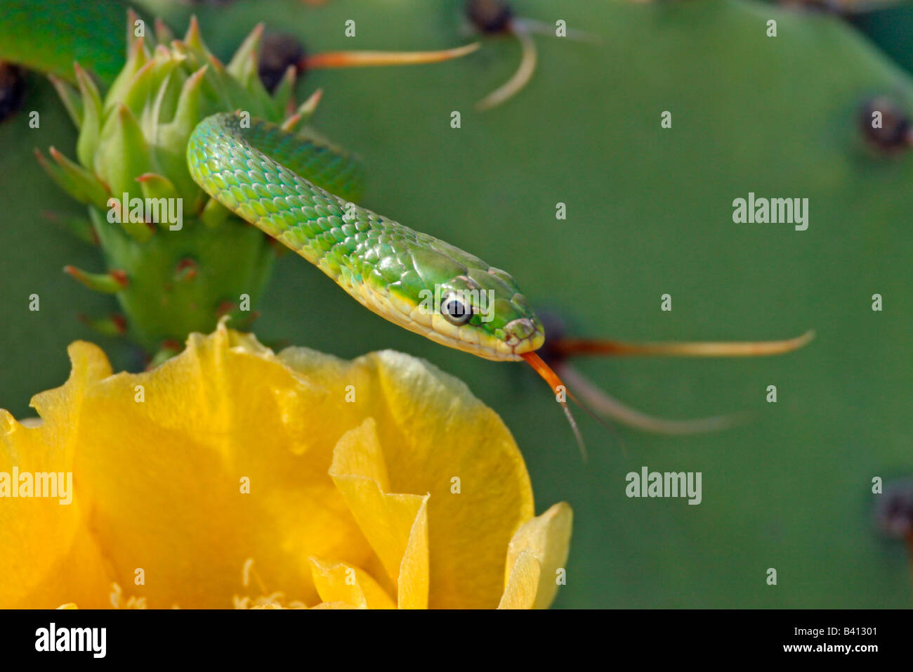 USA, Texas, Kimble County. Close-up of rough green snake and prickly ...