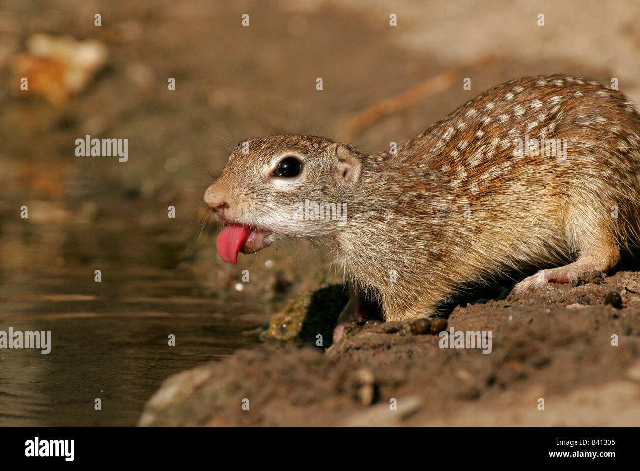 USA, Texas, Starr County. Mexican ground squirrel sticks out tongue ...