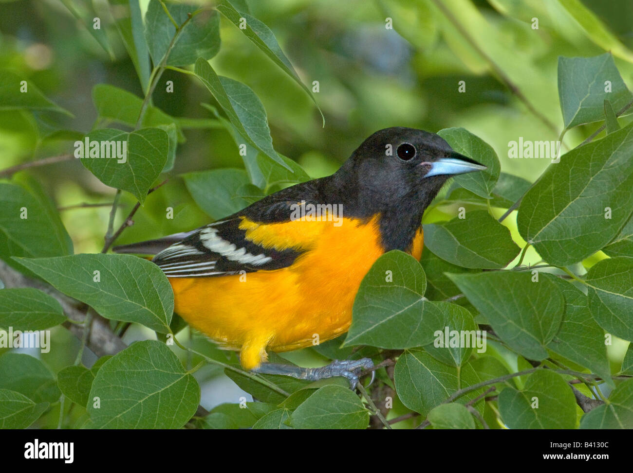 USA, Texas, South Padre Island. Portrait of Baltimore oriole in ...