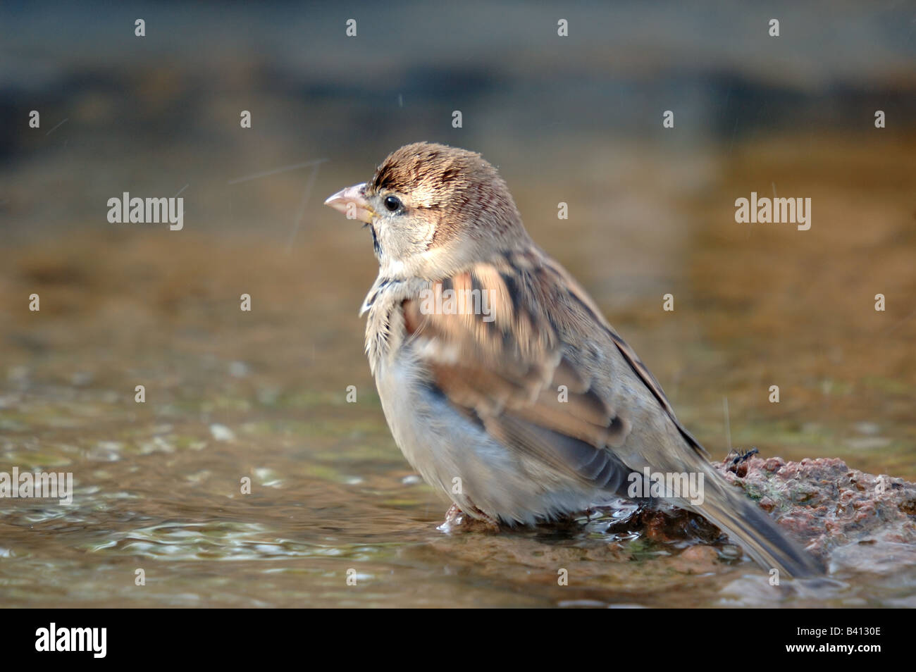 A picture of a bird Stock Photo - Alamy