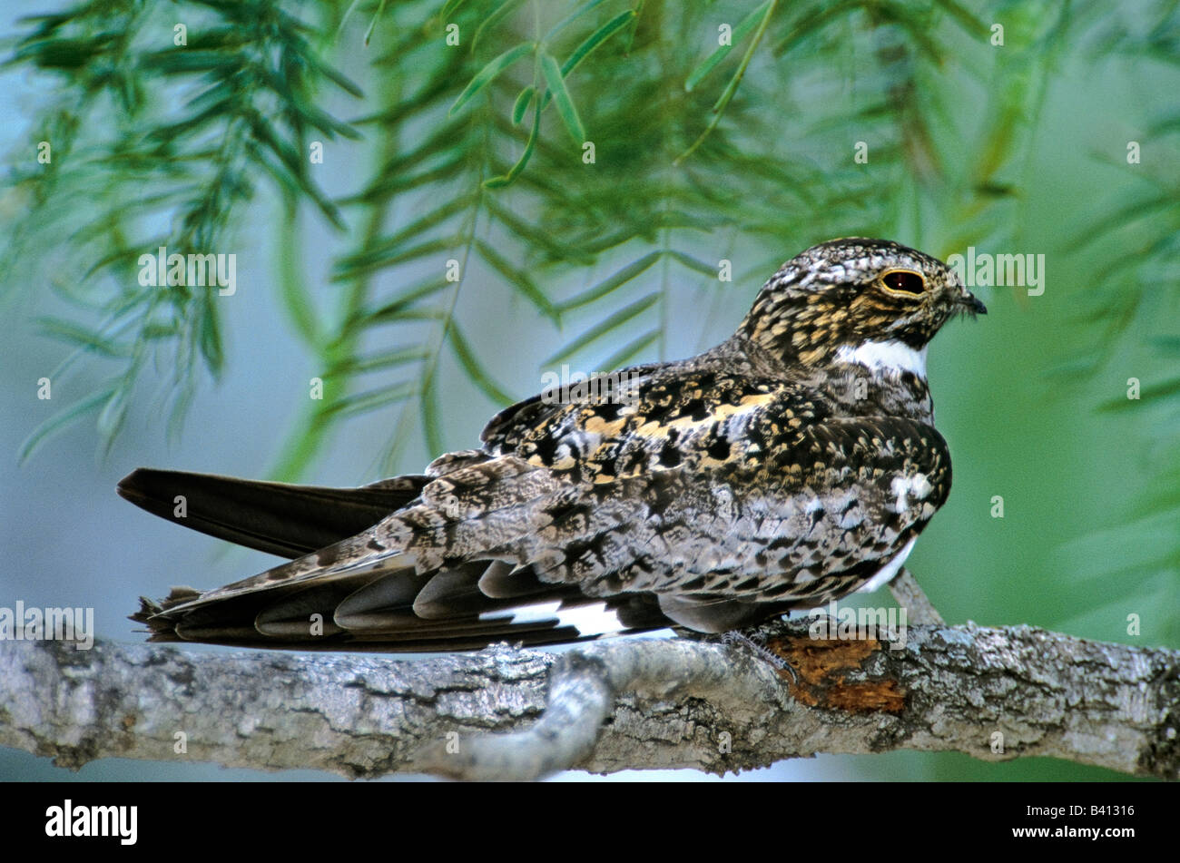 Common nighthawk usa hi-res stock photography and images - Alamy