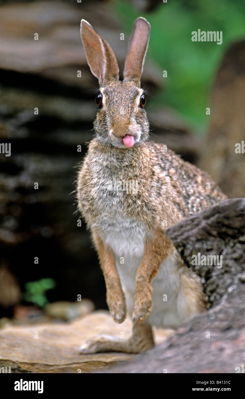 USA, Texas, Rio Grande Valley. Wild desert cottontail rabbit sticking ...