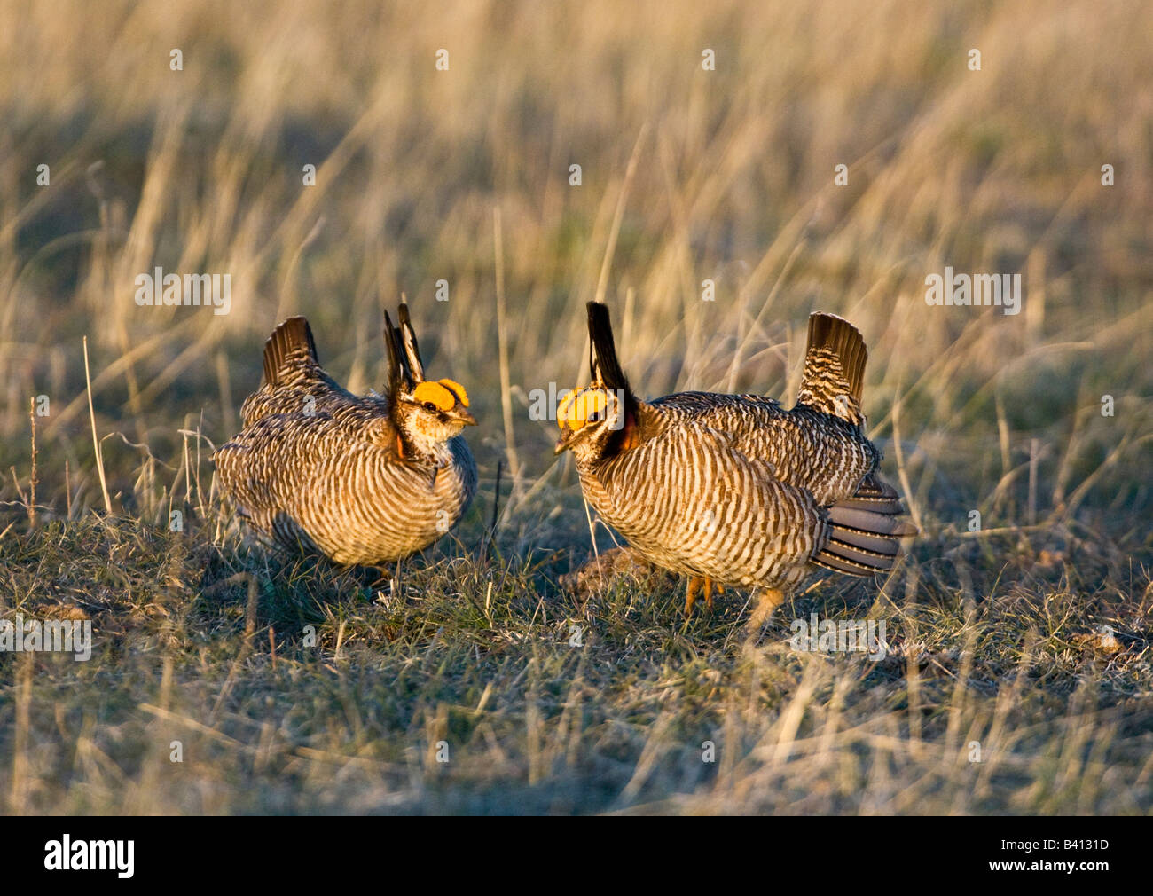 Chicken mating hi-res stock photography and images - Alamy
