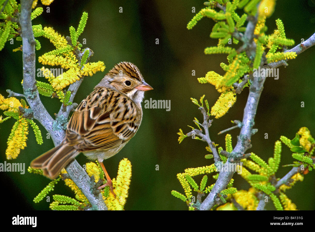Huisache tree hi-res stock photography and images - Alamy