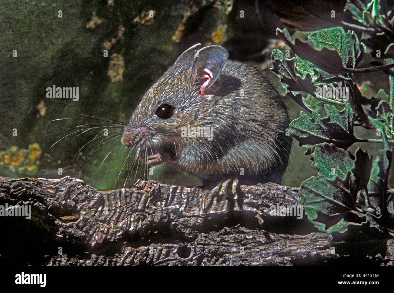 Deer mouse eating hi-res stock photography and images - Alamy