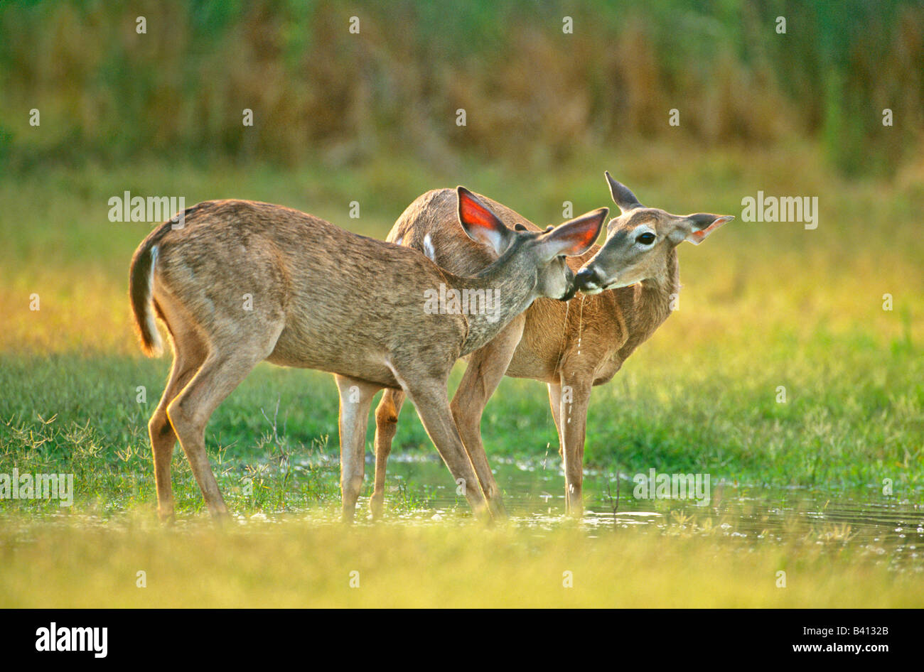 USA, Texas, Rio Grande Valley, McAllen. Wild whitetail deer pair ...