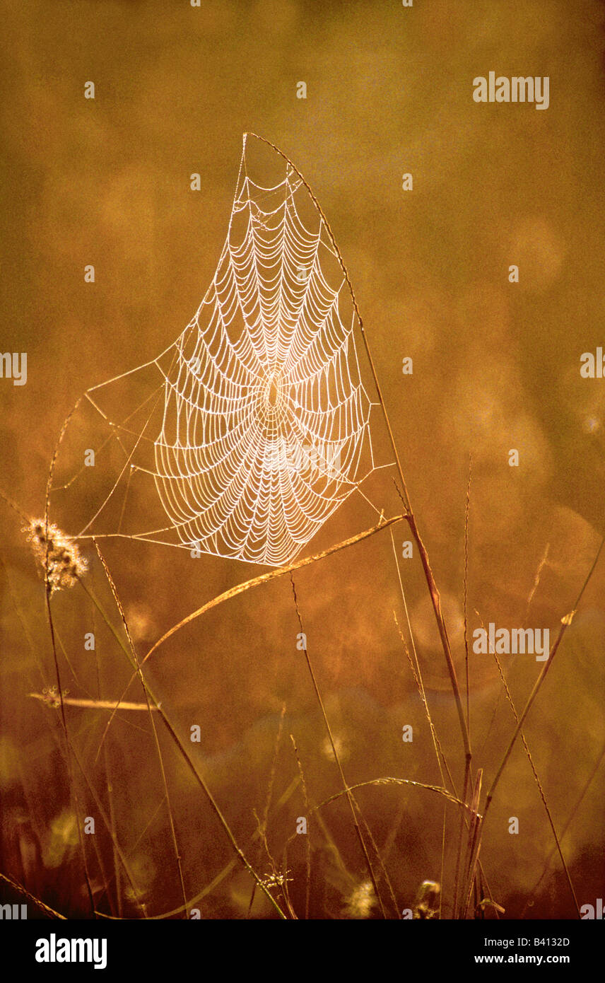 USA, Texas, Rio Grande Valley, McAllen. Close-up of backlit spider web ...