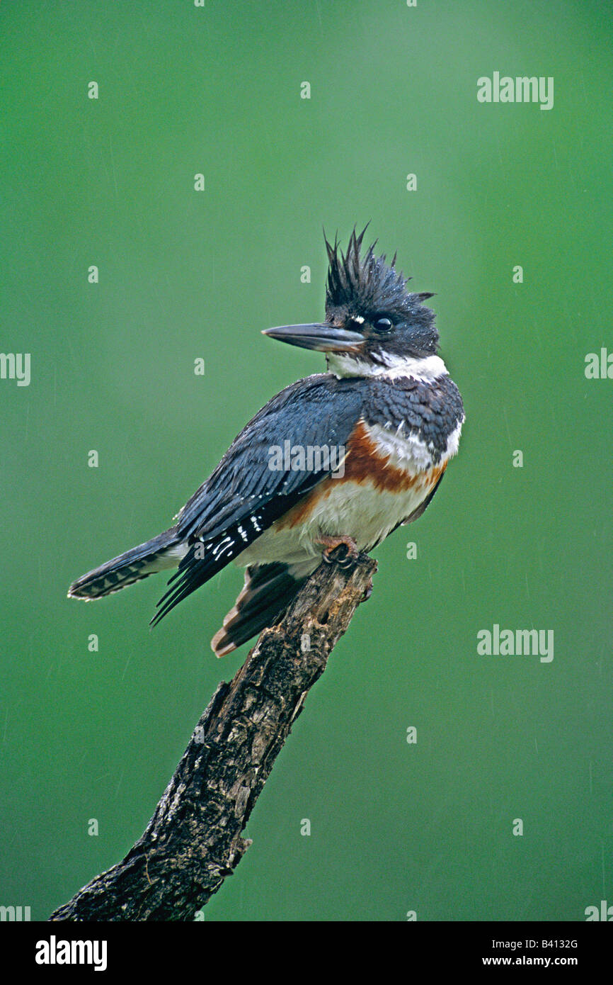 Mcallen texas rain hi-res stock photography and images - Alamy