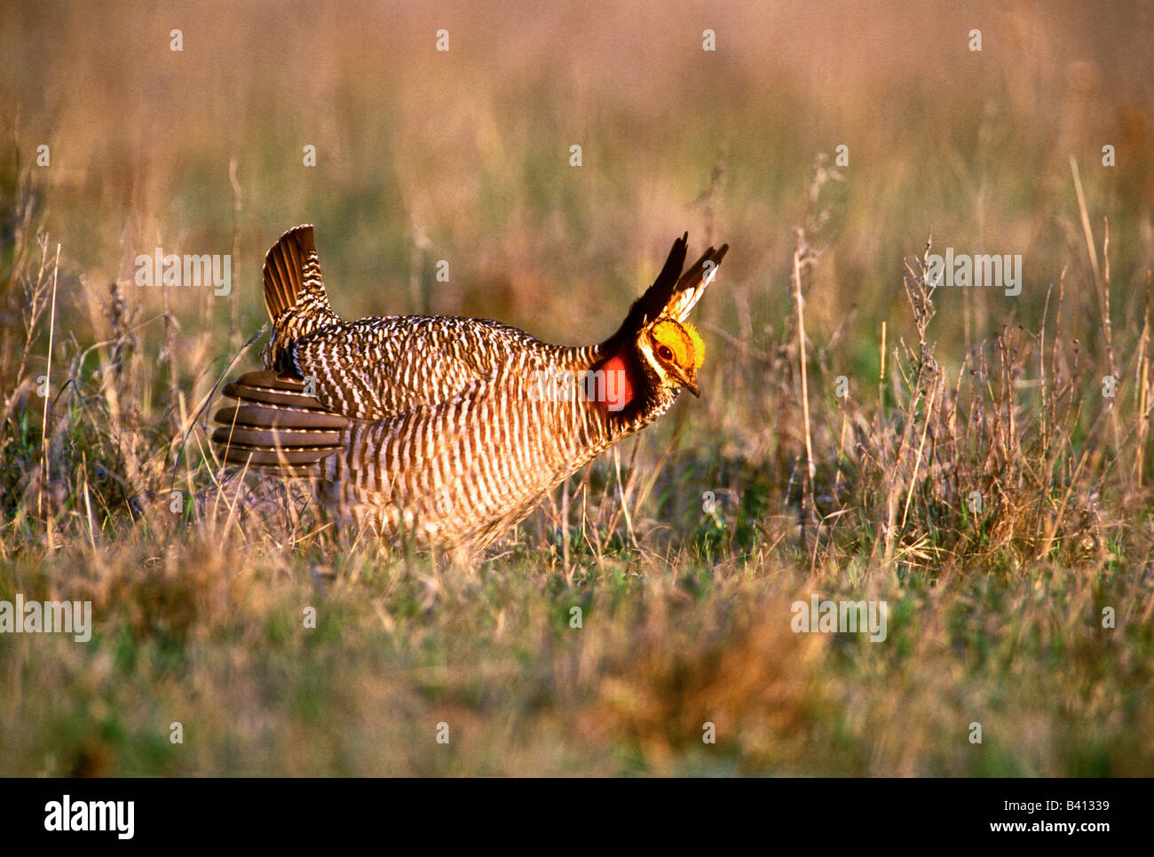 USA, Texas, Canadian. Wild lesser prairie chicken male in mating ...