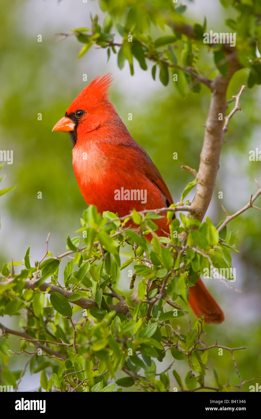 USA, Texas, Mission, Dos Venadas Ranch. Male northern cardinal perched ...