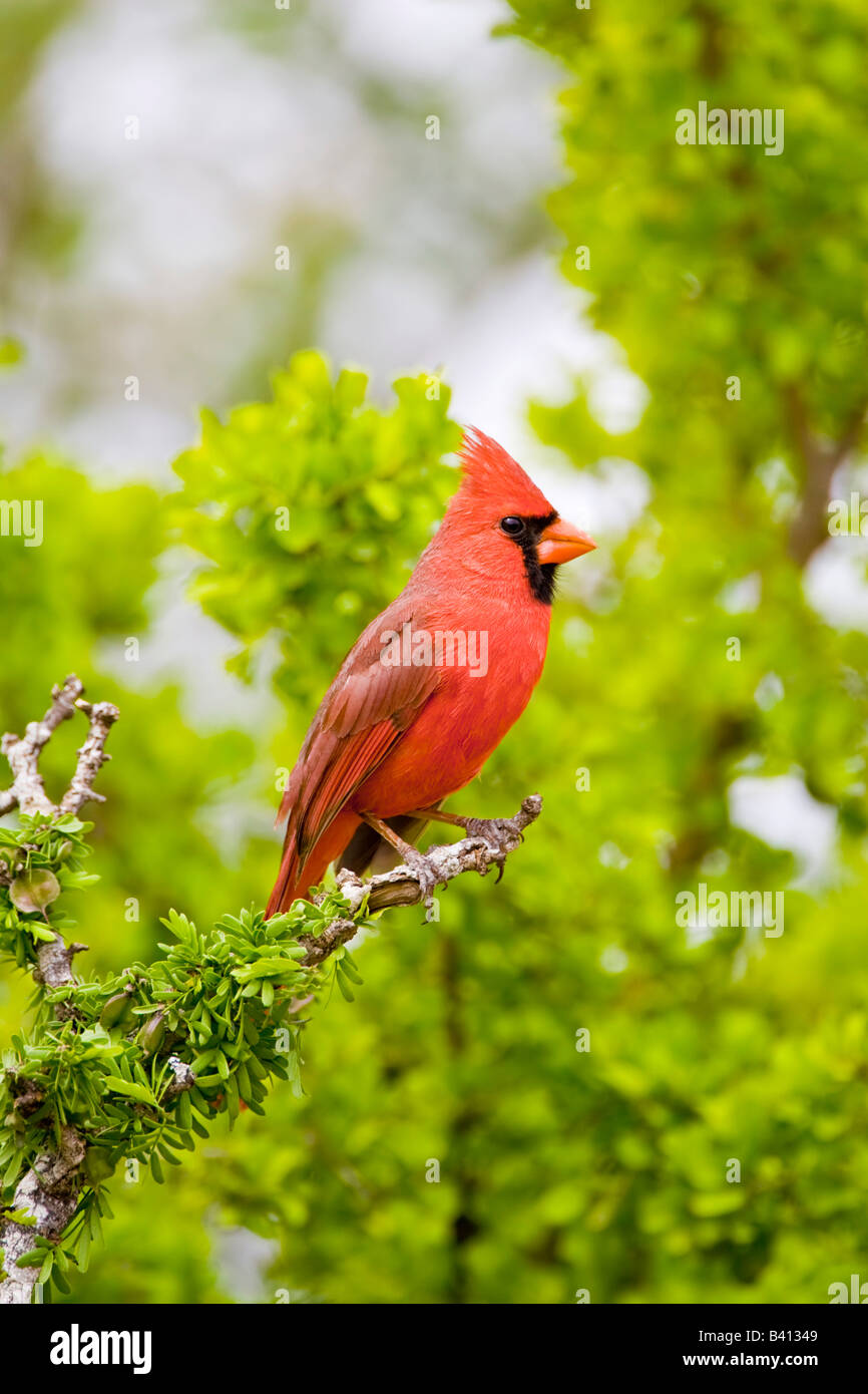 Young male cardinal hi-res stock photography and images - Alamy