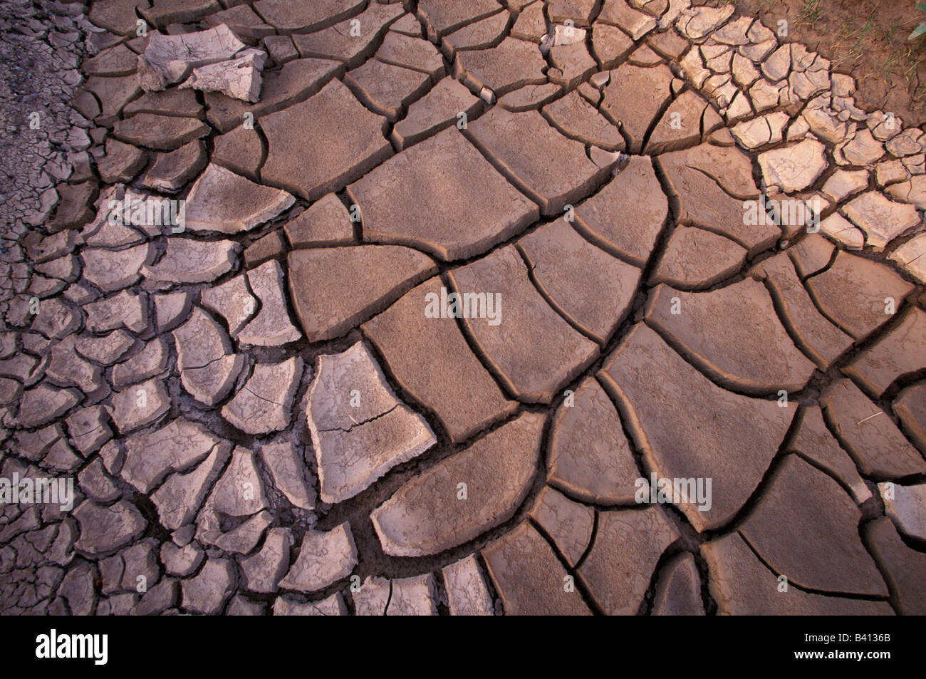 North America, USA, Texas, Big Bend National Park. Cracked mud Stock ...
