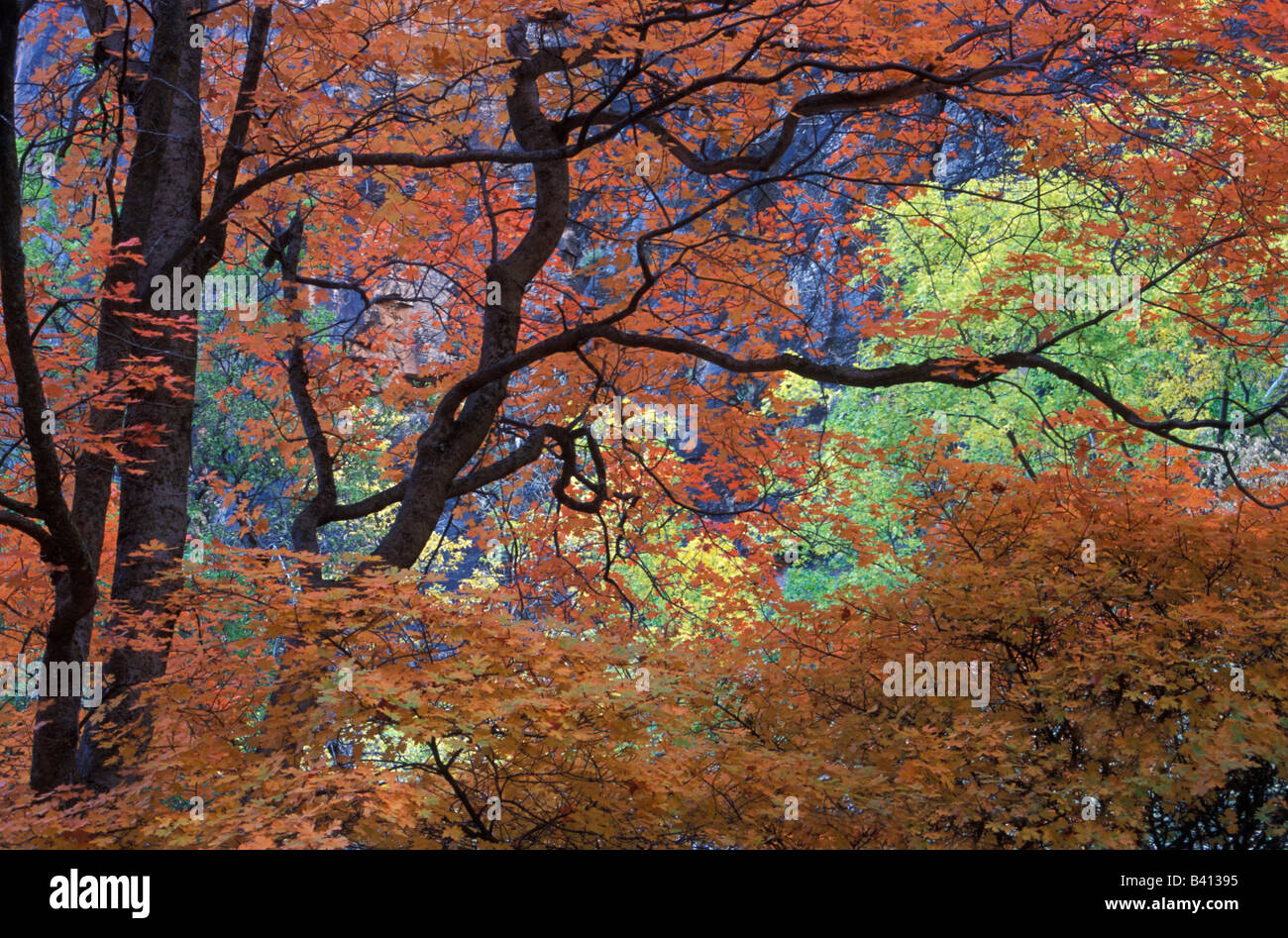USA, Utah, Zion National Park. Maple tree with orange autumn leaves and ...