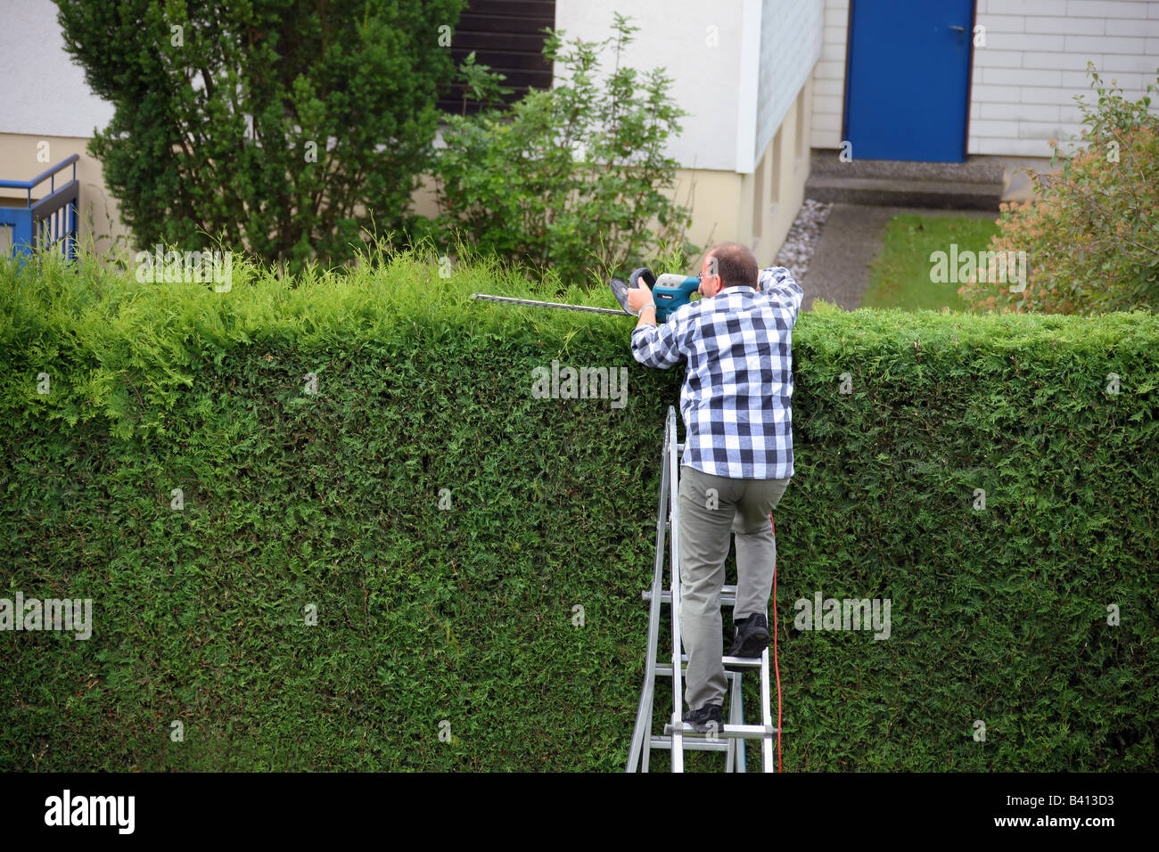 man cutting thujas Stock Photo - Alamy