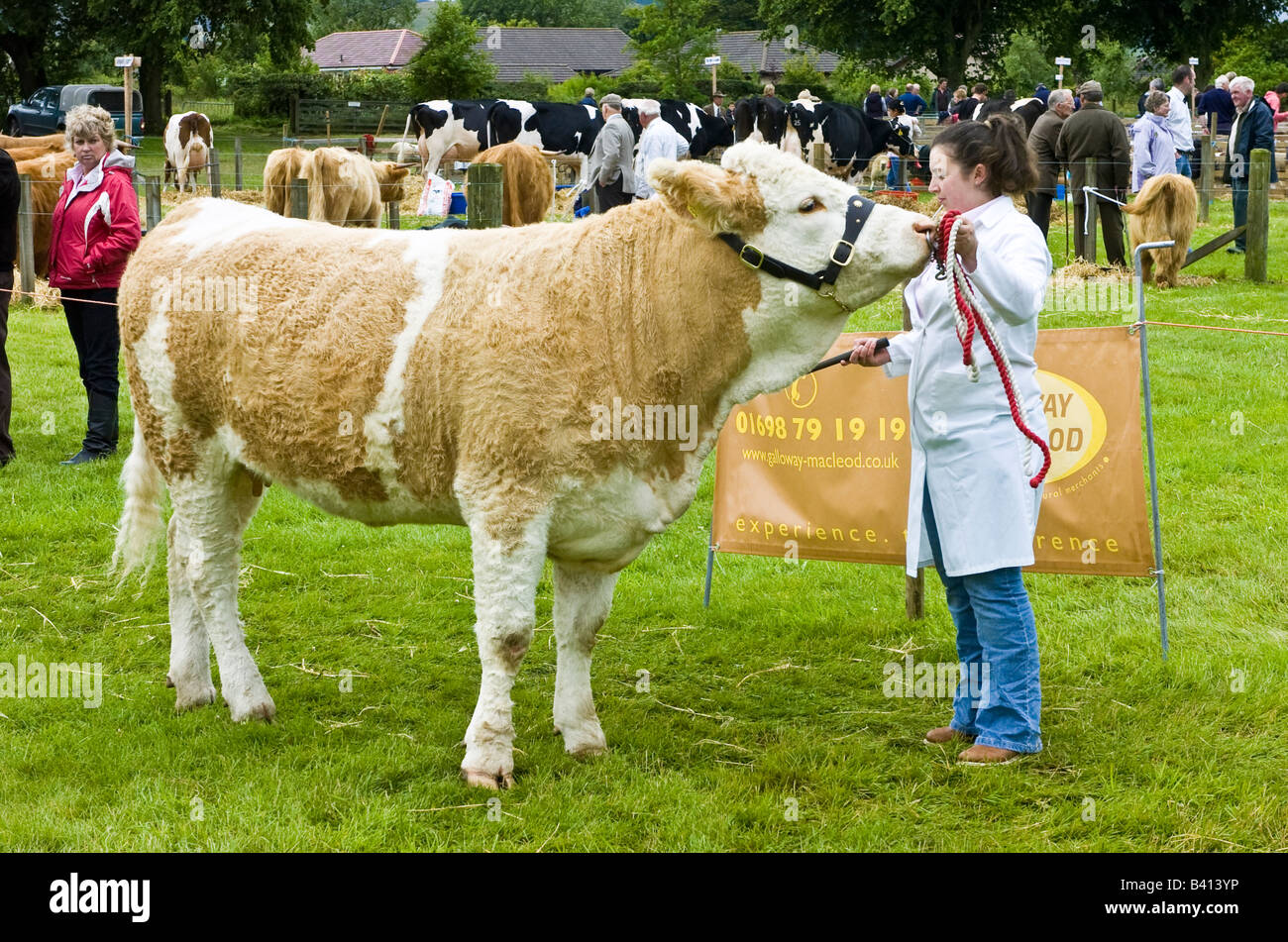 Farm Scotland Cattle Borders High Resolution Stock Photography and ...