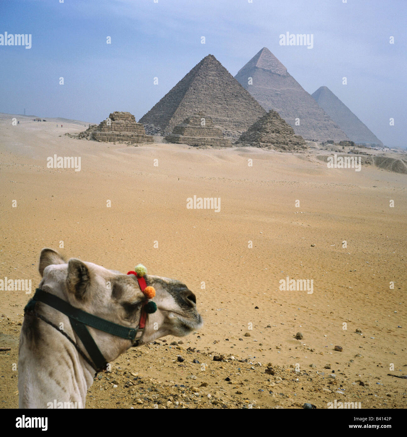 A camel cocks it head at the Giza pyramids, Egypt Stock Photo - Alamy