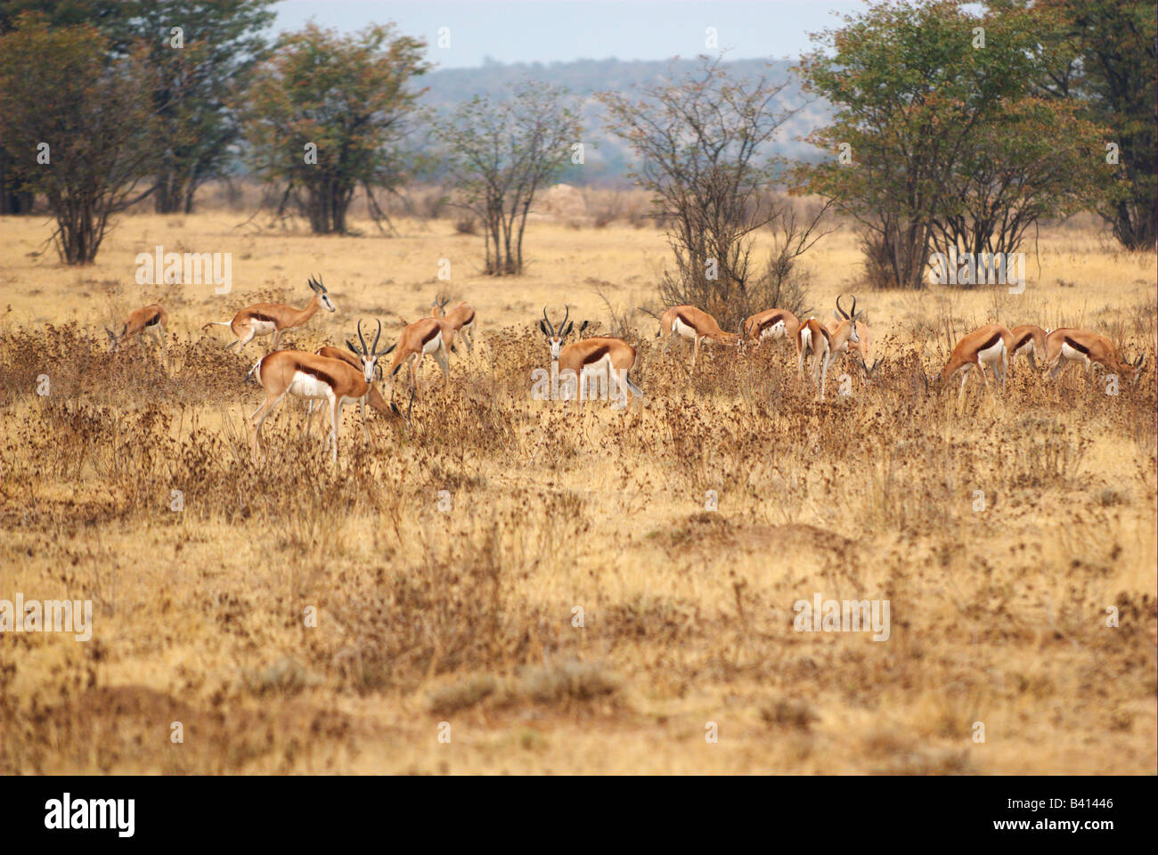 Springbok herd in the steppe Stock Photo - Alamy