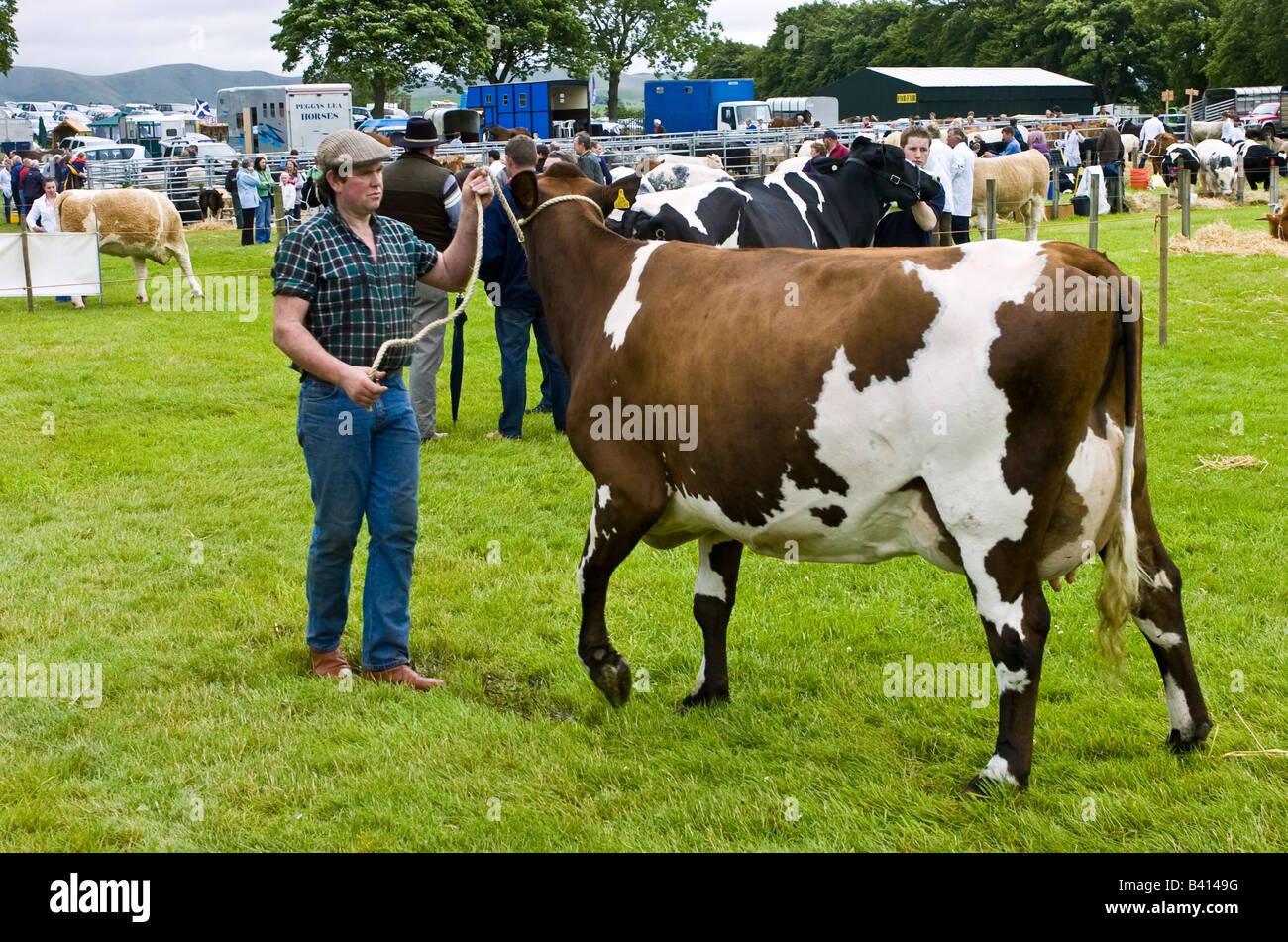 Highland cattle hi-res stock photography and images - Alamy