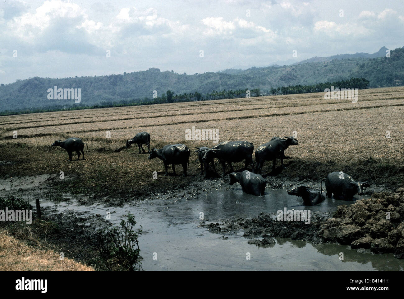 Buffalos bathing in water hi-res stock photography and images - Alamy