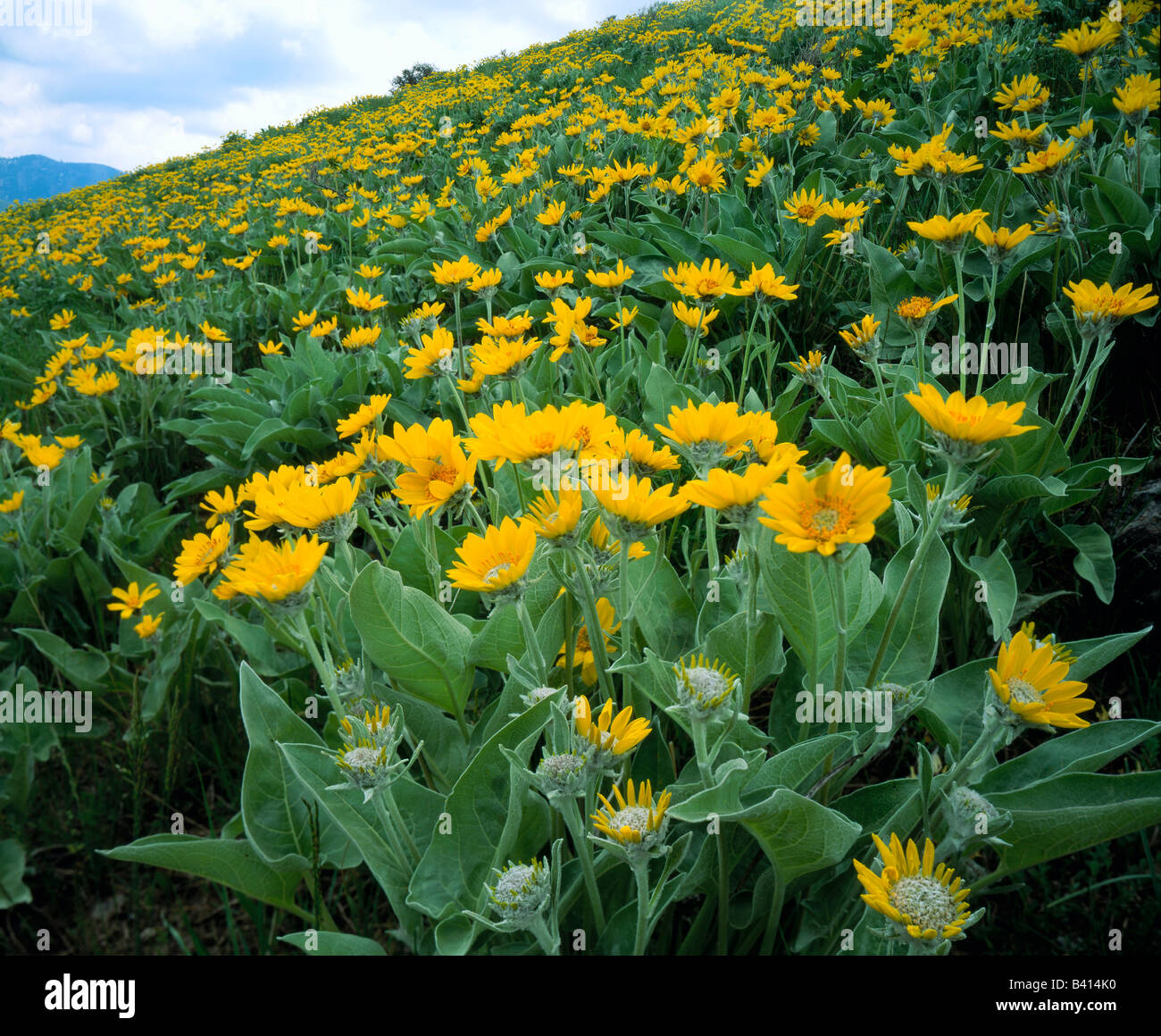 UTAH. USA. Arrowleaf balsamroot (Balsamorhiza sagittata). Foothills of ...