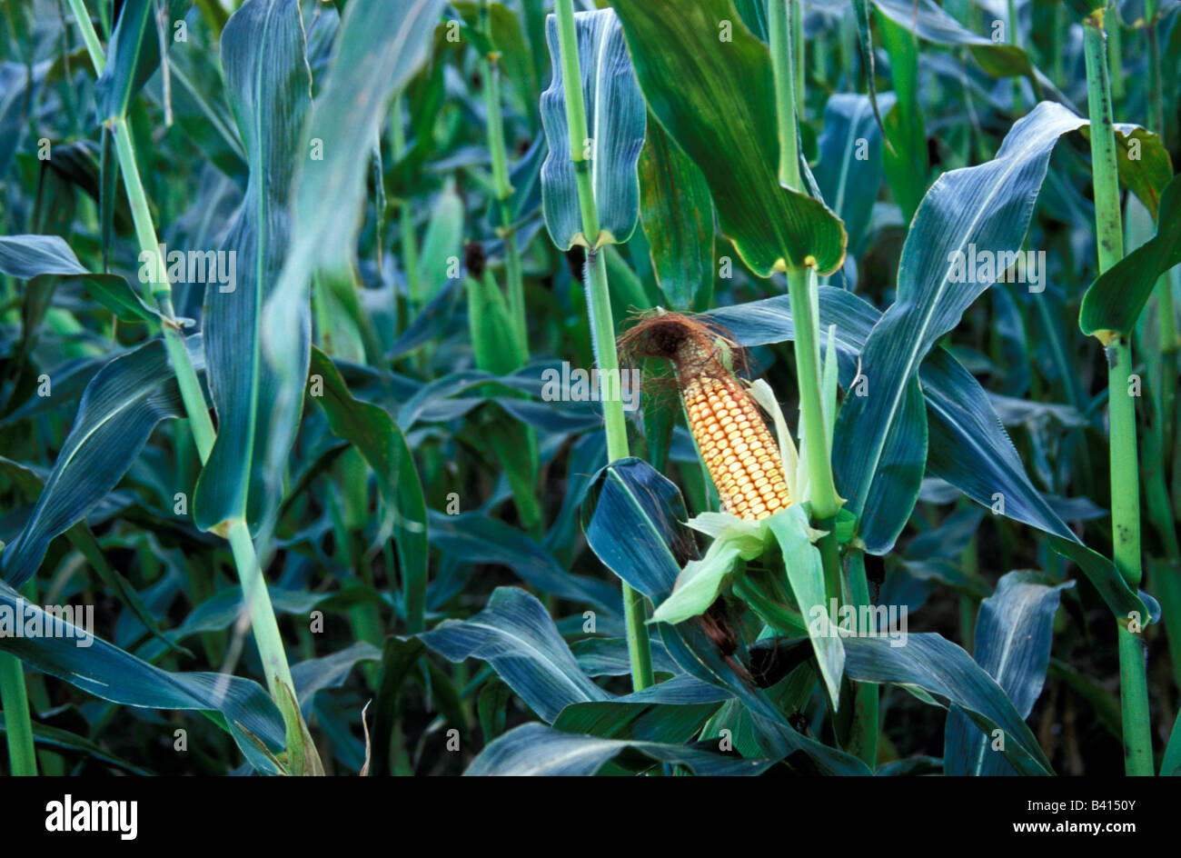 North America, United States, Vermont, Woodstock. Corn cob stalk Stock ...