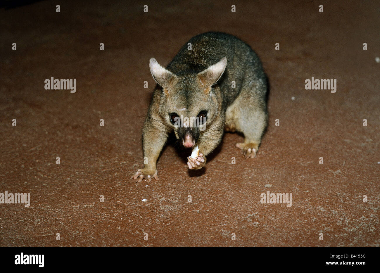 Didelphidae hi-res stock photography and images - Alamy