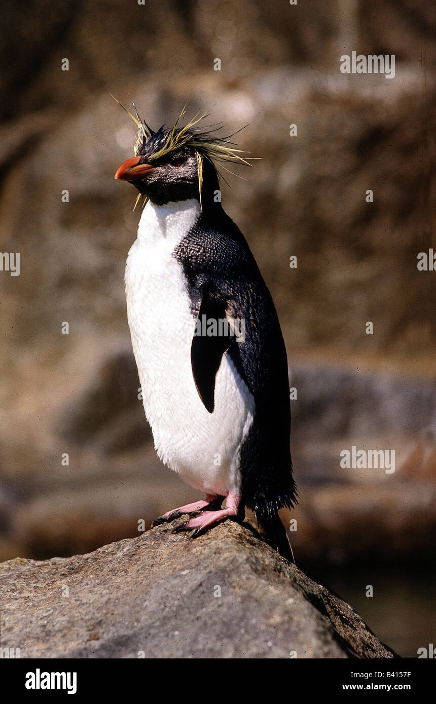 zoology / animals, avian / birds, penguins, Southern Rockhopper Penguin ...