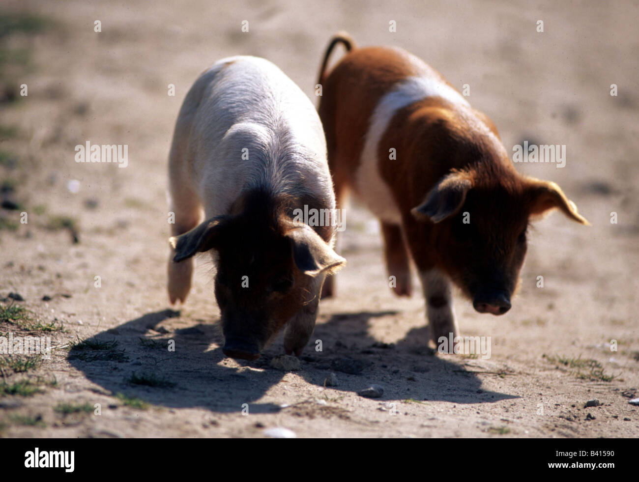 zoology / animals, mammal / mammalian, pigs, domestic pig, two red ...