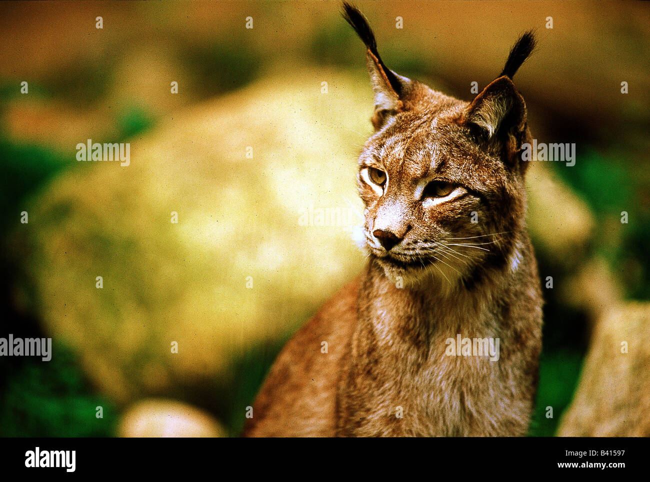 zoology / animals, mammal / mammalian, Felidae, Eurasian Lynx (Lynx ...