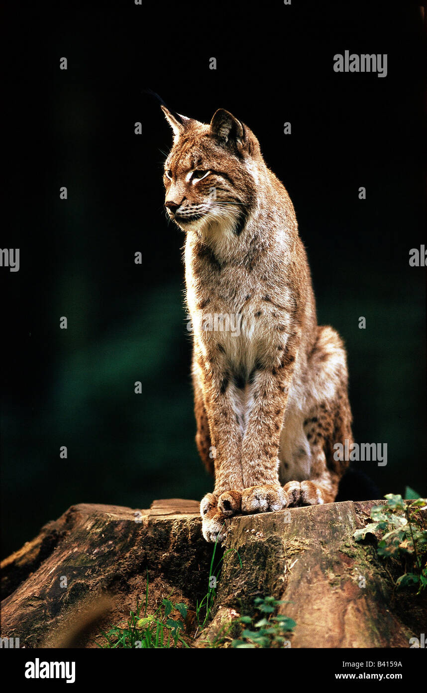 zoology / animals, mammal / mammalian, Felidae, Eurasian Lynx (Lynx ...