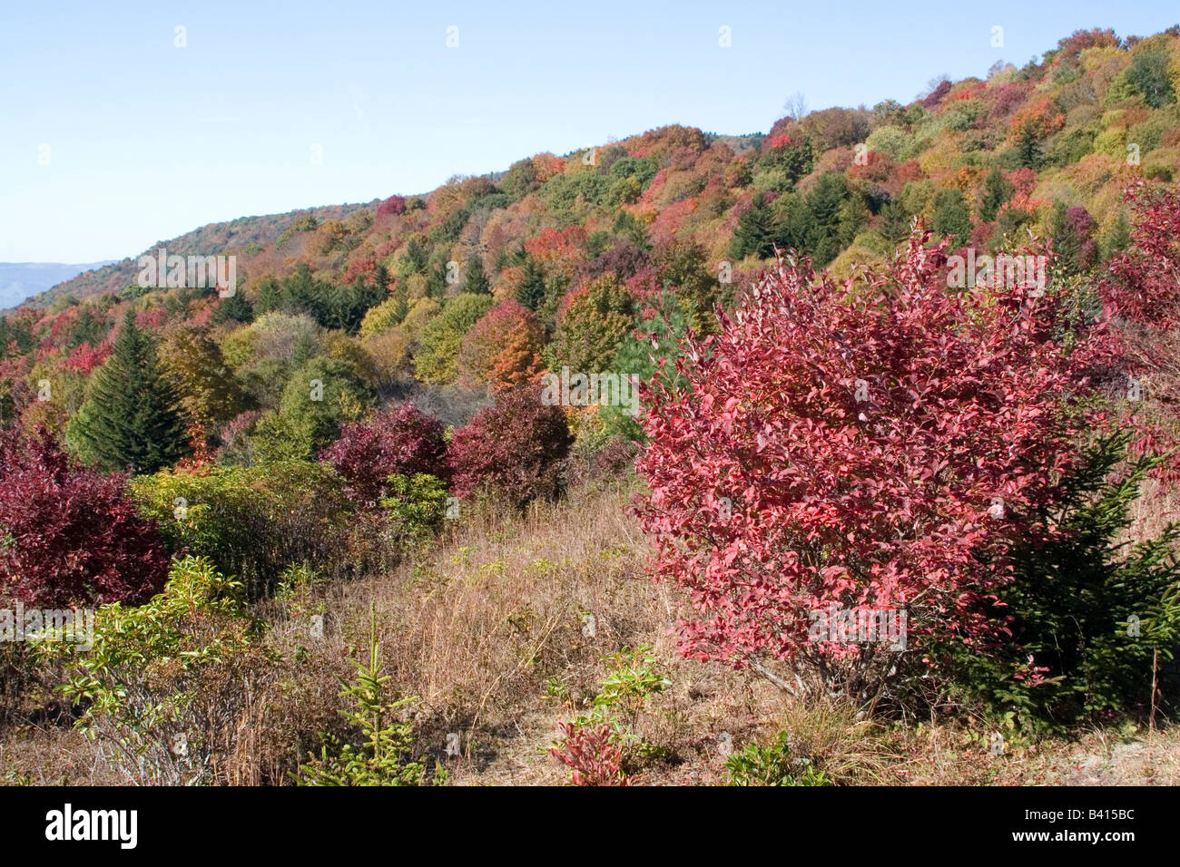 USA - Virginia. Fall color in Grayson Highlands State Park and trail to ...