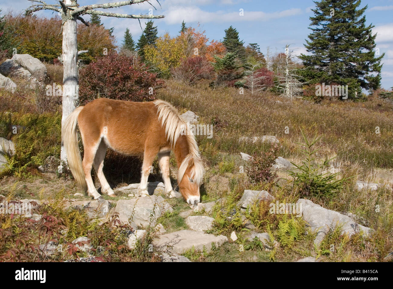 USA - Virginia. Wild pony in Grayson Highlands State Park and along ...