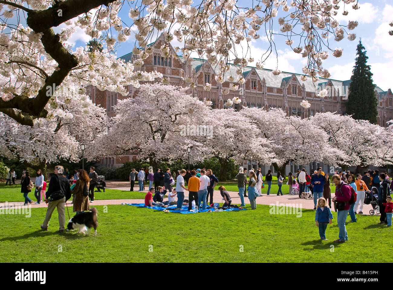 USA, WA, Seattle. Students and visitors enjoy the cherry trees in bloom ...