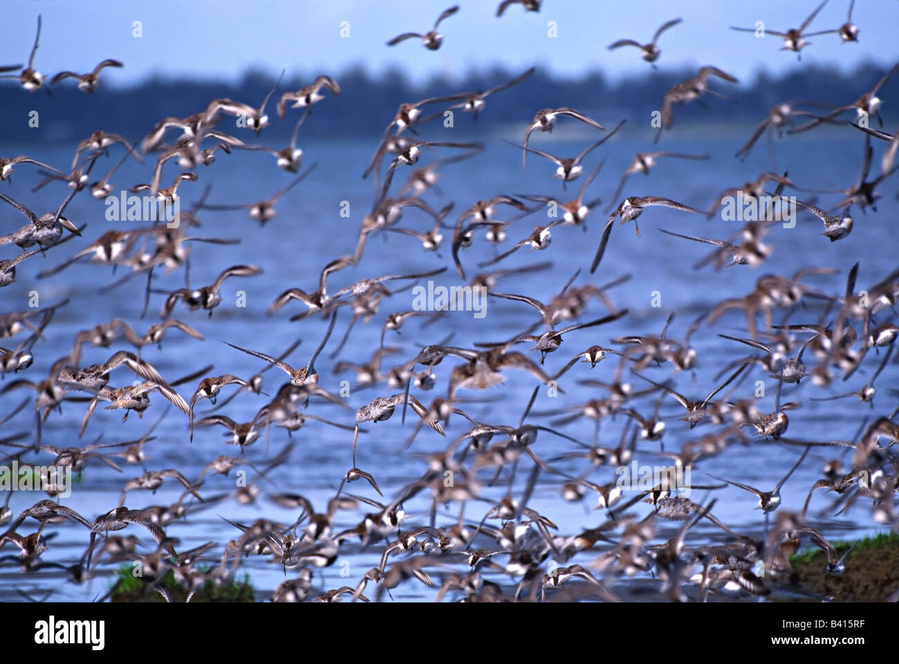 North America, USA, Washington, Skagit Flats. Western Sandpipers, a ...