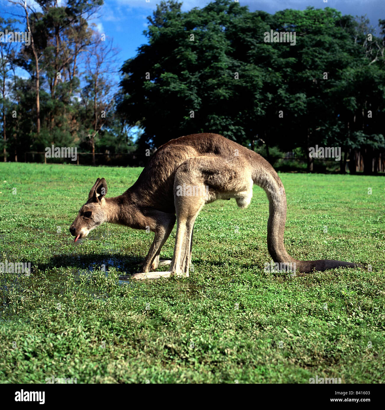 Kangaroo distribution hi-res stock photography and images - Alamy
