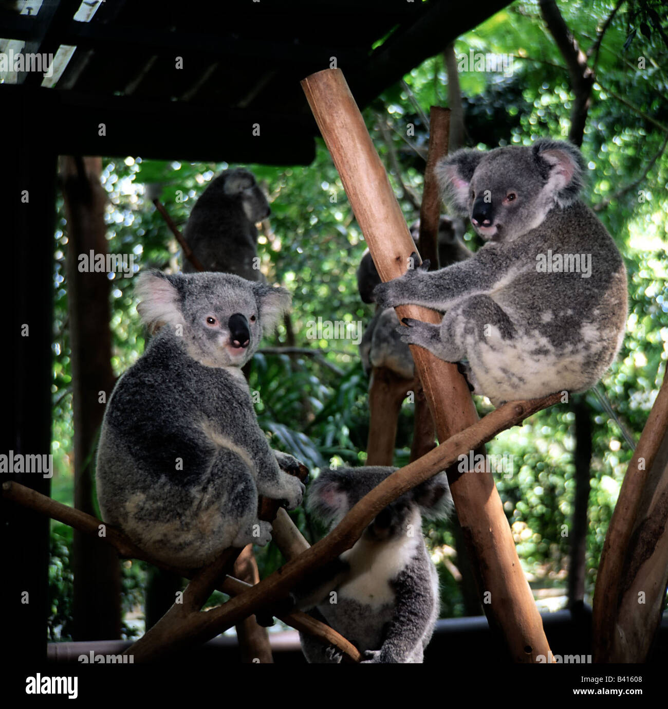 zoology / animals, mammal / mammalian, Koala, (Phascolarctus cinereus ...