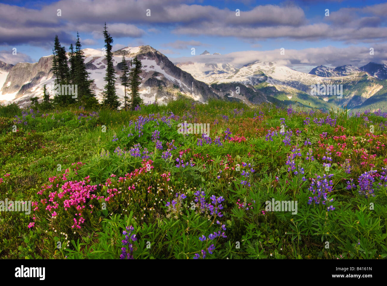 USA, Washington, Cascade Mountains, North Cascades NP. A field of ...
