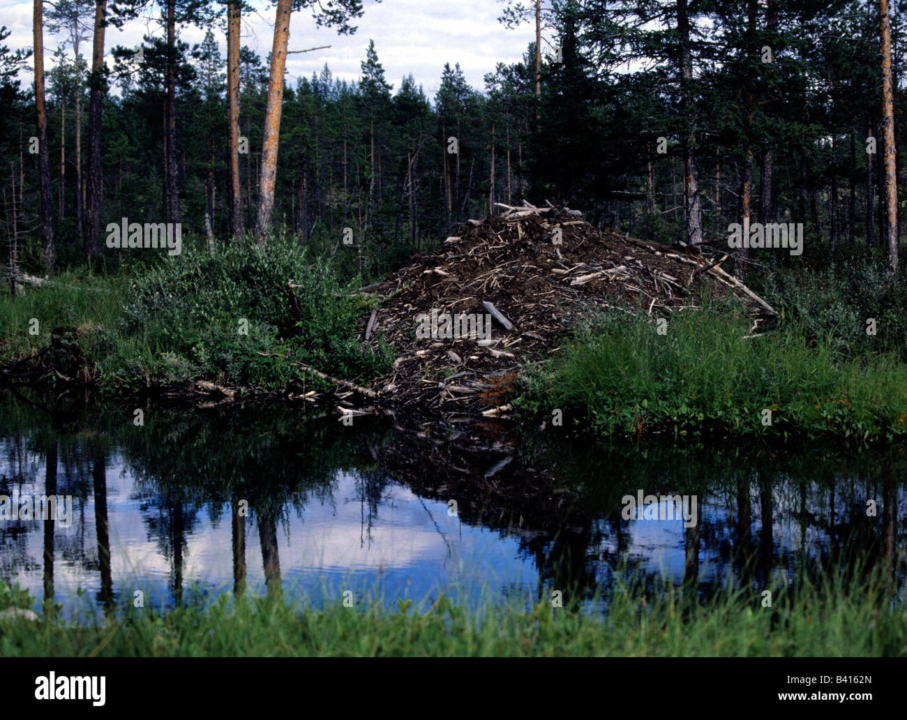 Construction of beaver at lake in sweden hi-res stock photography and ...