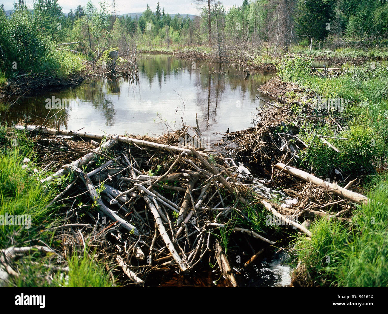 Construction of beaver in sweden hi-res stock photography and images ...