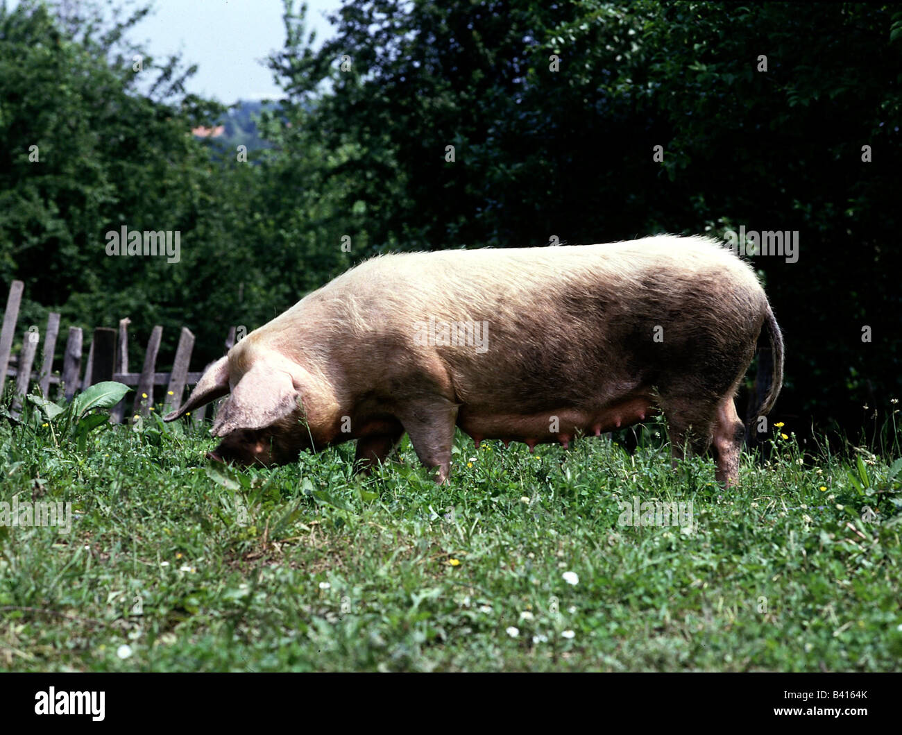 zoology / animal, mammal / mammalian, pigs, domestic pig, sow in meadow ...
