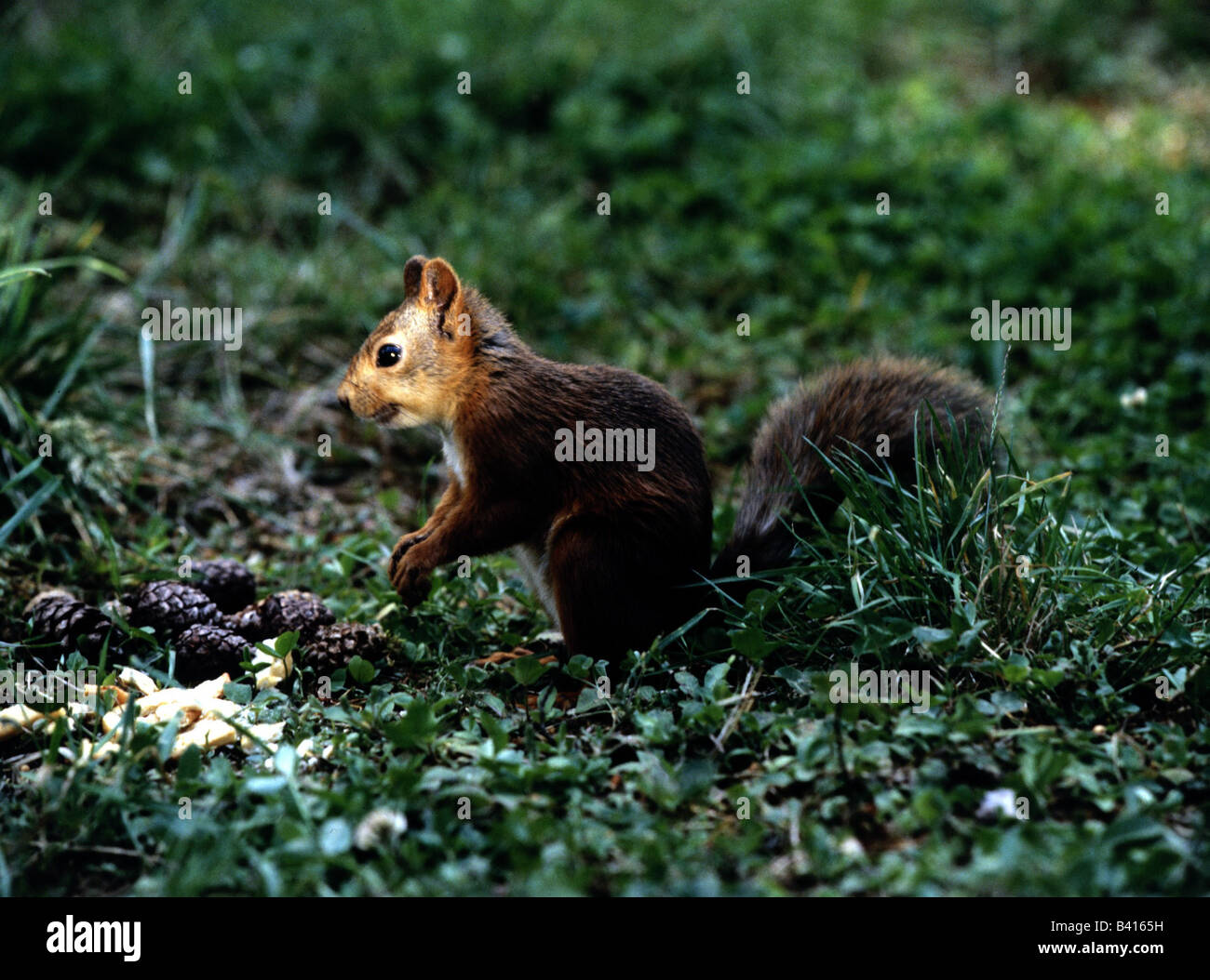 Red squirrel distribution hi-res stock photography and images - Alamy