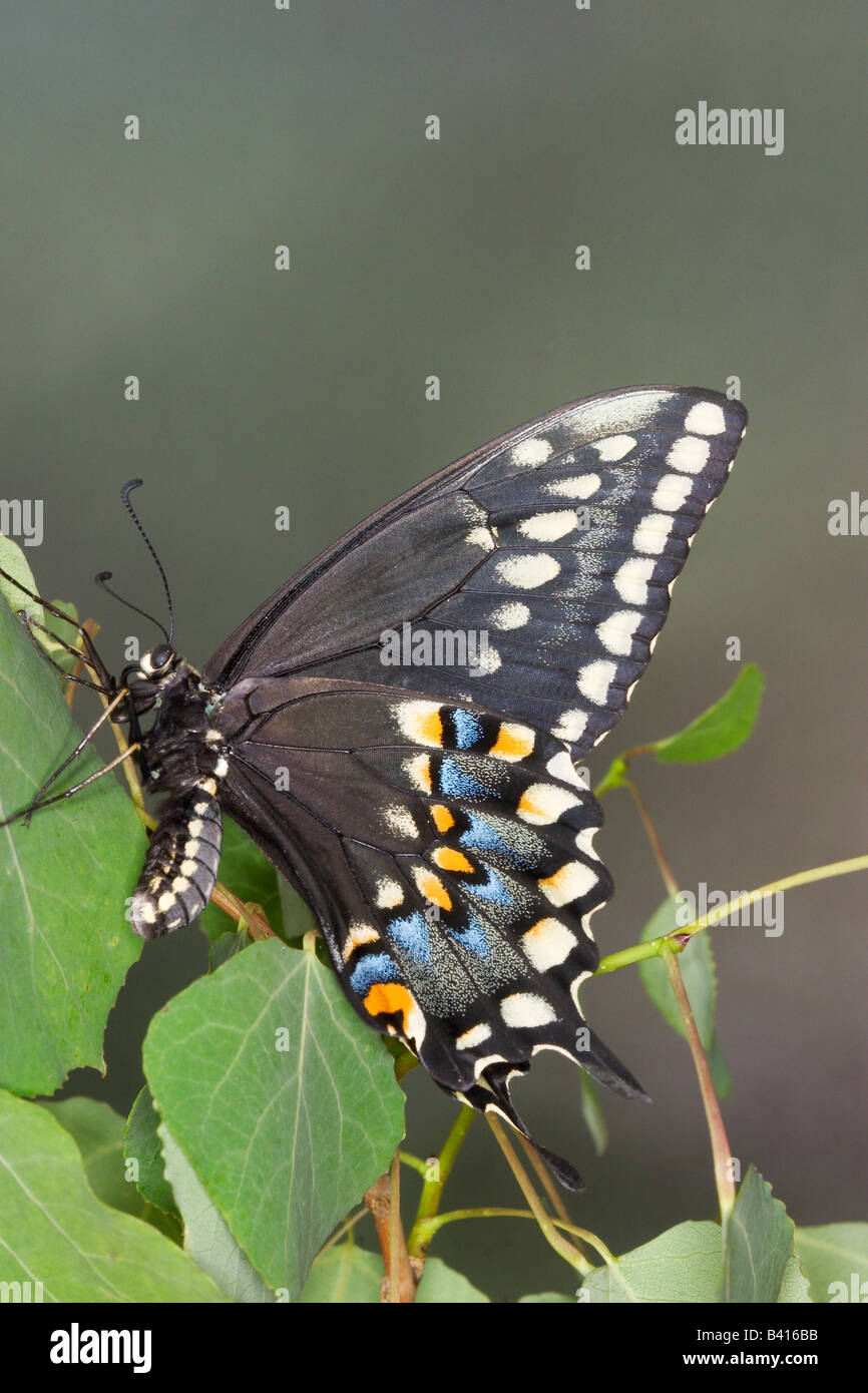 Old World Swallowtail Papilio machaon bairdii Stock Photo - Alamy