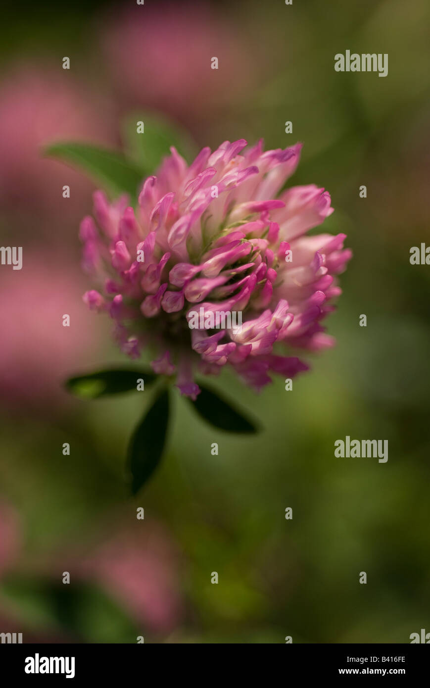 pink clover on the meadow Stock Photo - Alamy