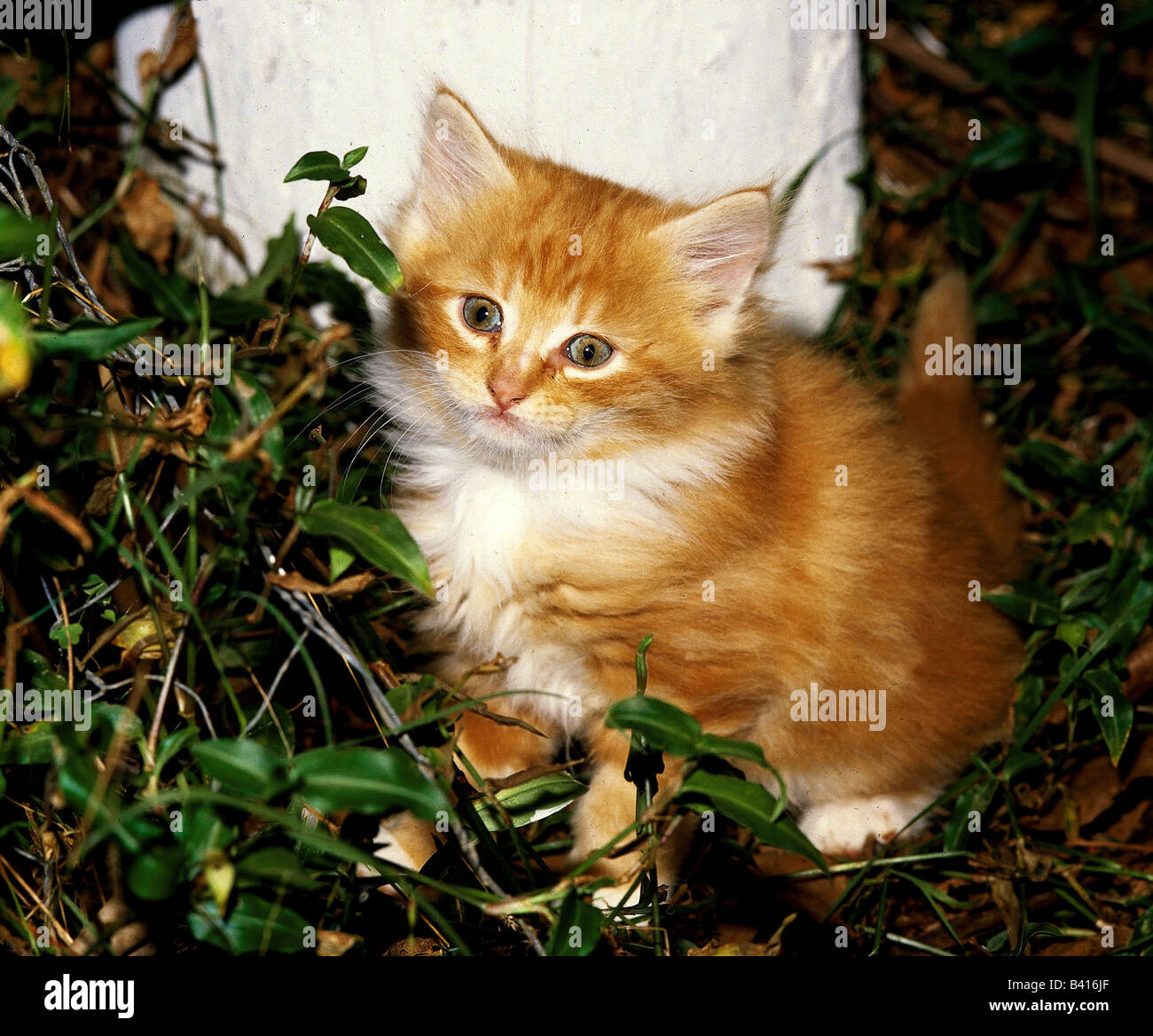 zoology / animals, mammal / mammalian, cats, (Felidae), domestic cats ...