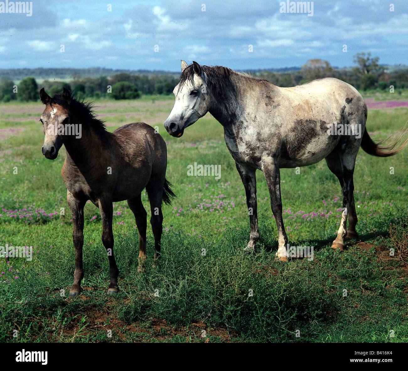 zoology / animals, mammal / mammalian, horses, (Equus), domestic horse ...