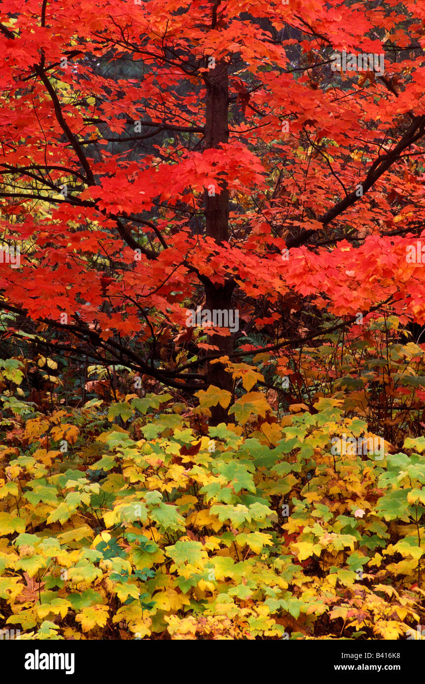 North America, USA, Washington State, Olympic National Park. Fall ...